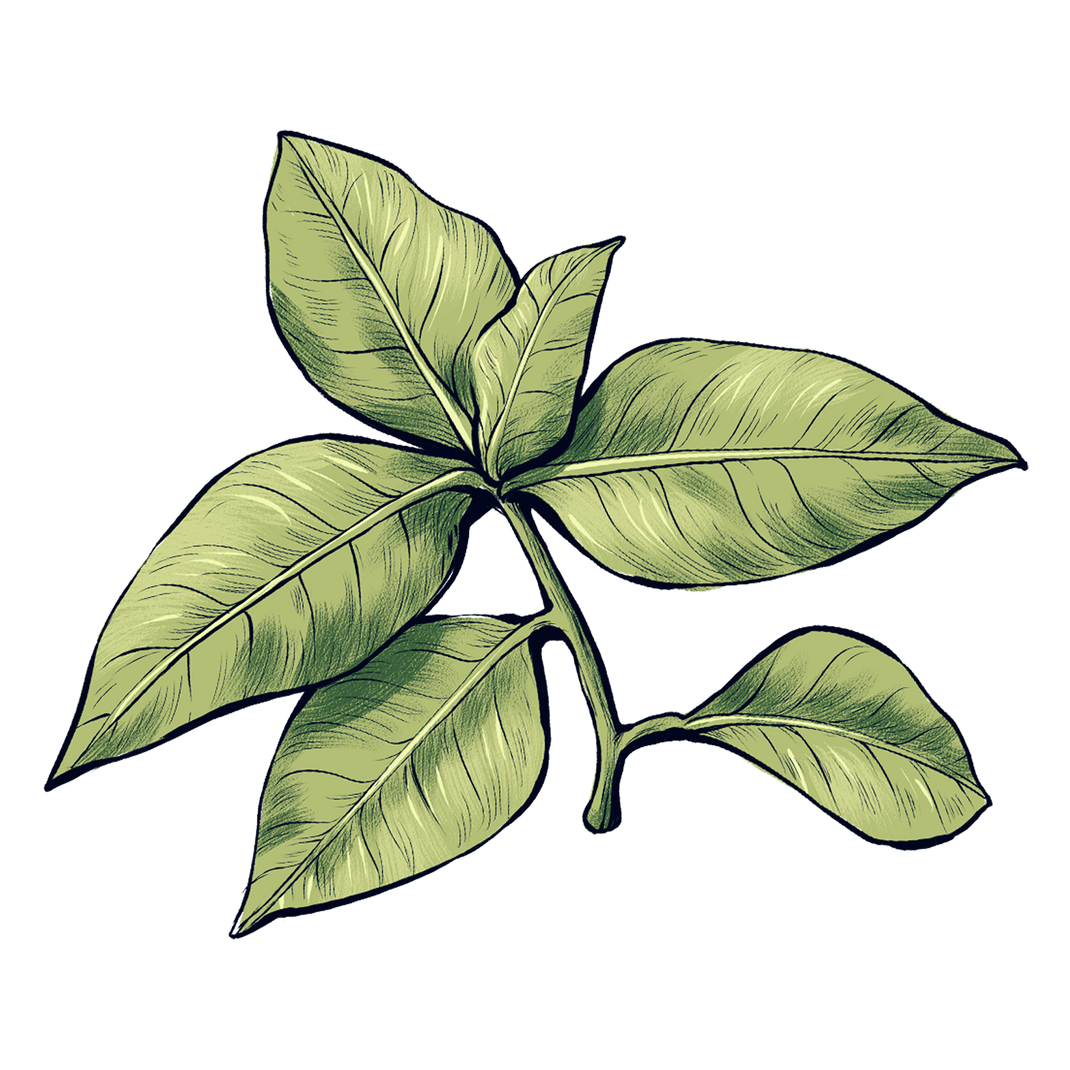 Our Ingredients – Legendairy Milk