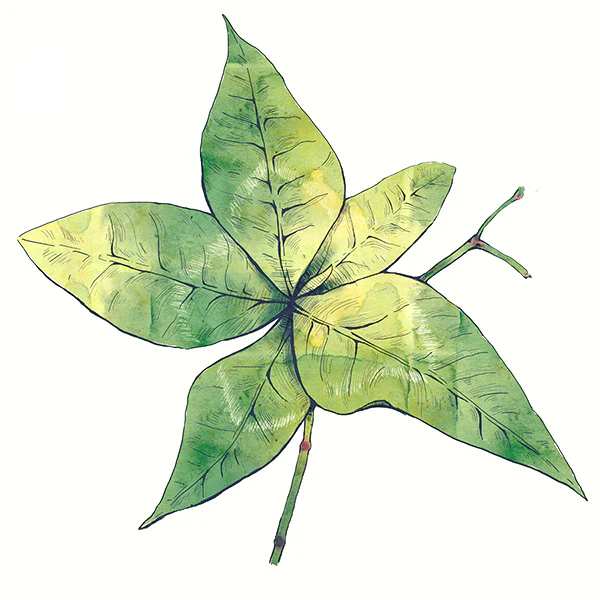 Our Ingredients – Legendairy Milk